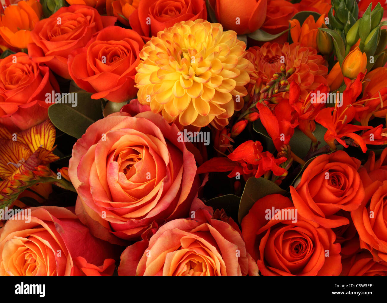 A close-up of a colorful bouquet of flowers. Red and orange roses, red ...