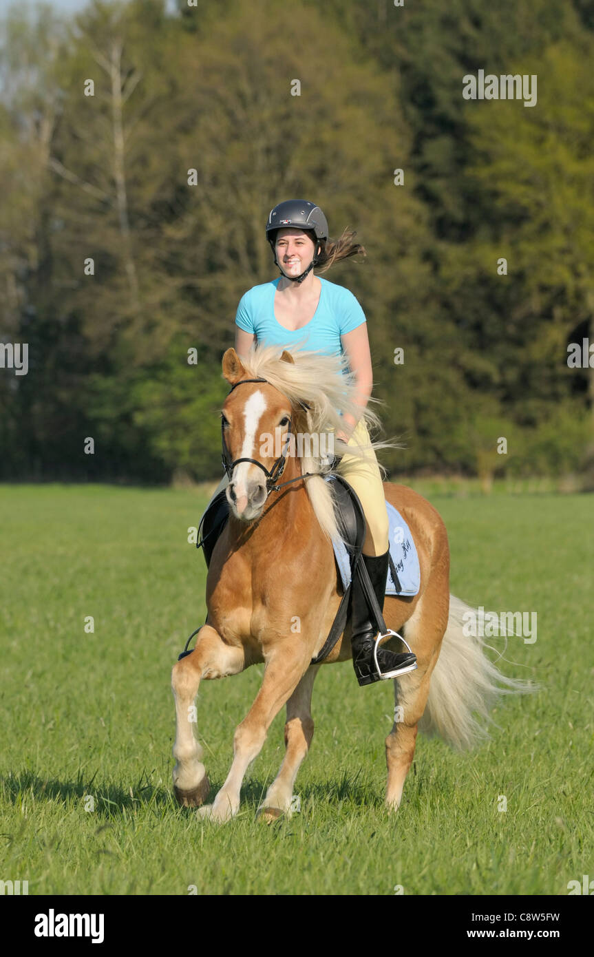Young woman riding haflinger horse hi-res stock photography and images ...
