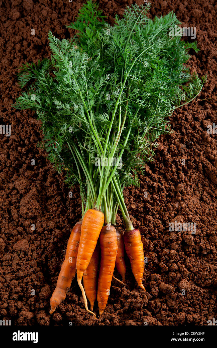Organic Carrot On Mud Stock Photo - Alamy