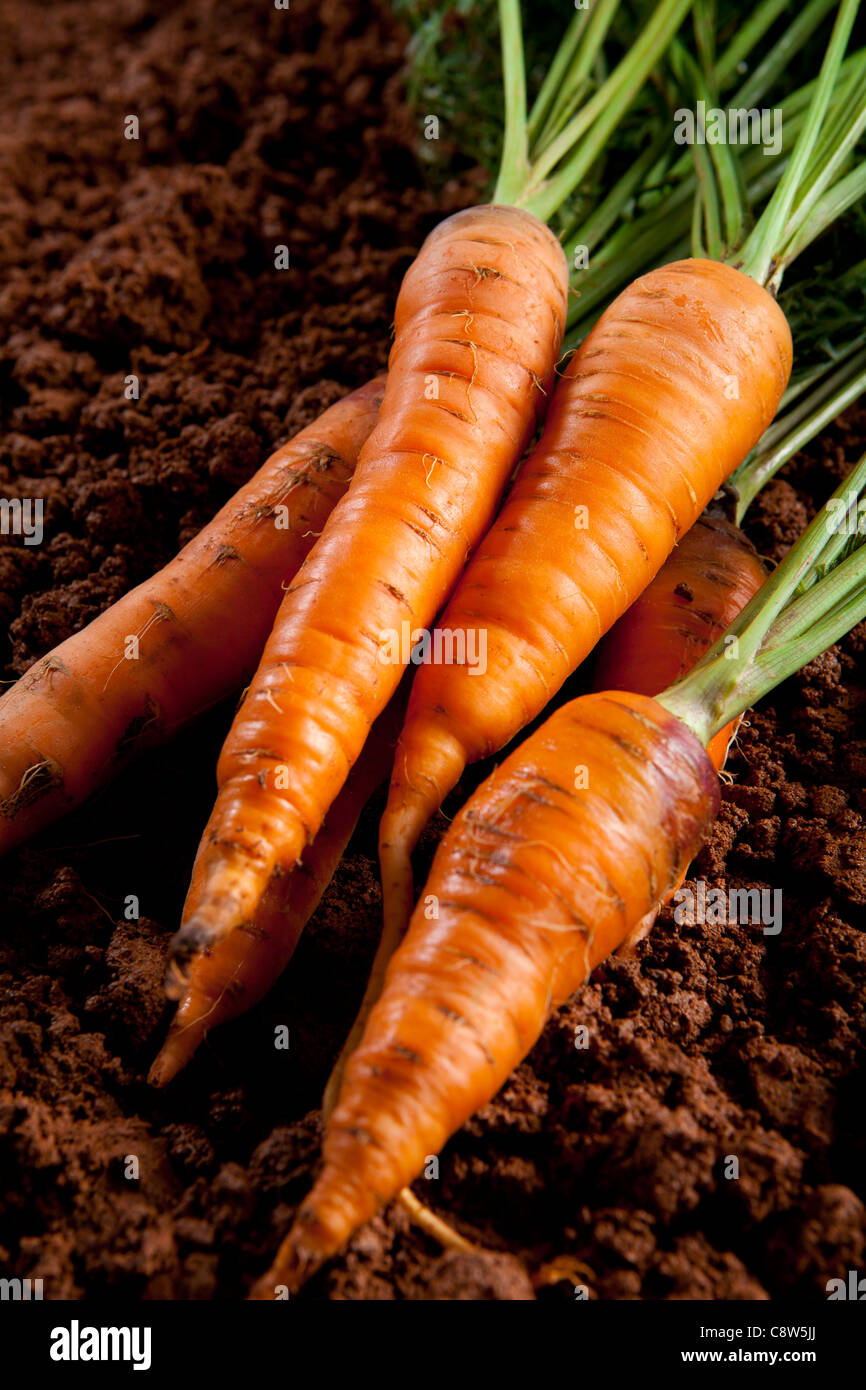 Organic Carrot On Mud Stock Photo - Alamy