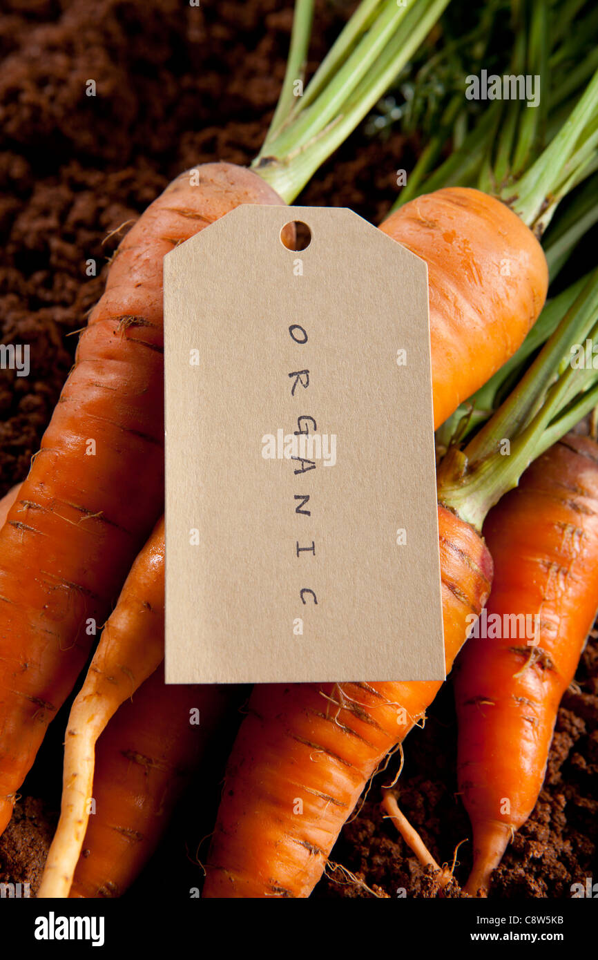 Organic Carrot On Mud Stock Photo - Alamy