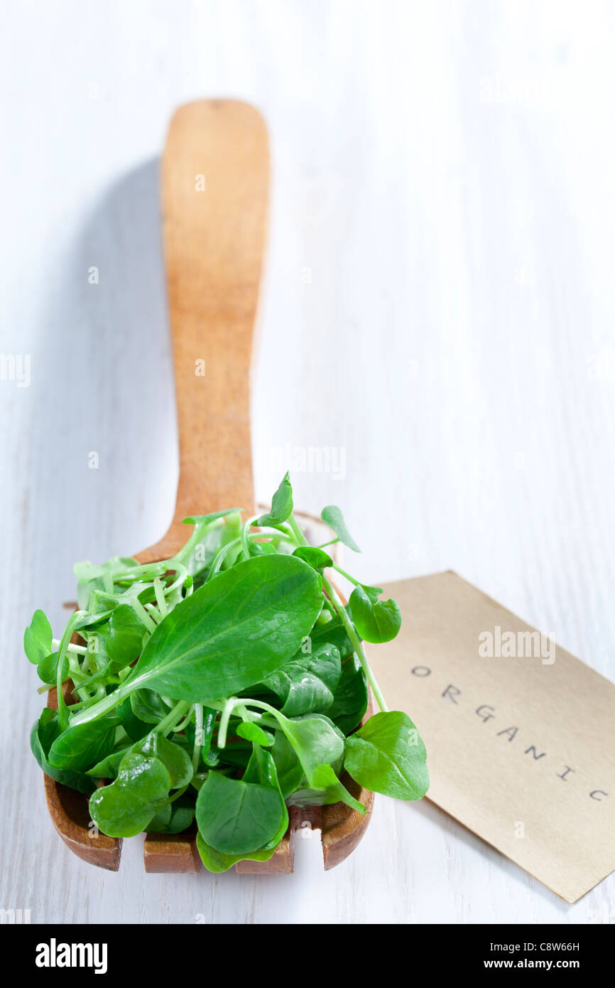 Organic Vegetable In A Spoon Stock Photo - Alamy
