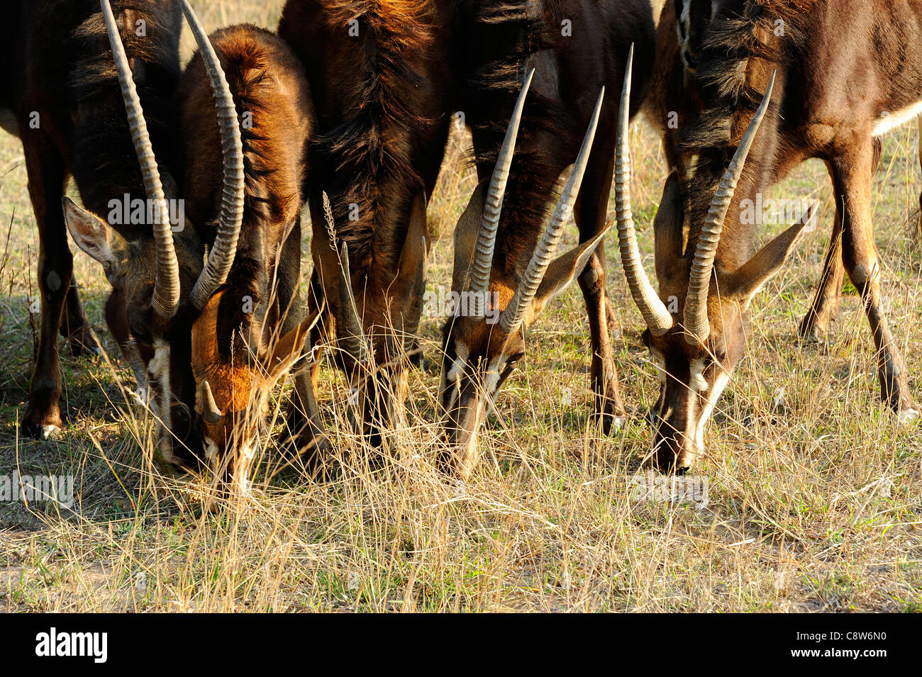 Sables animals hi-res stock photography and images - Alamy