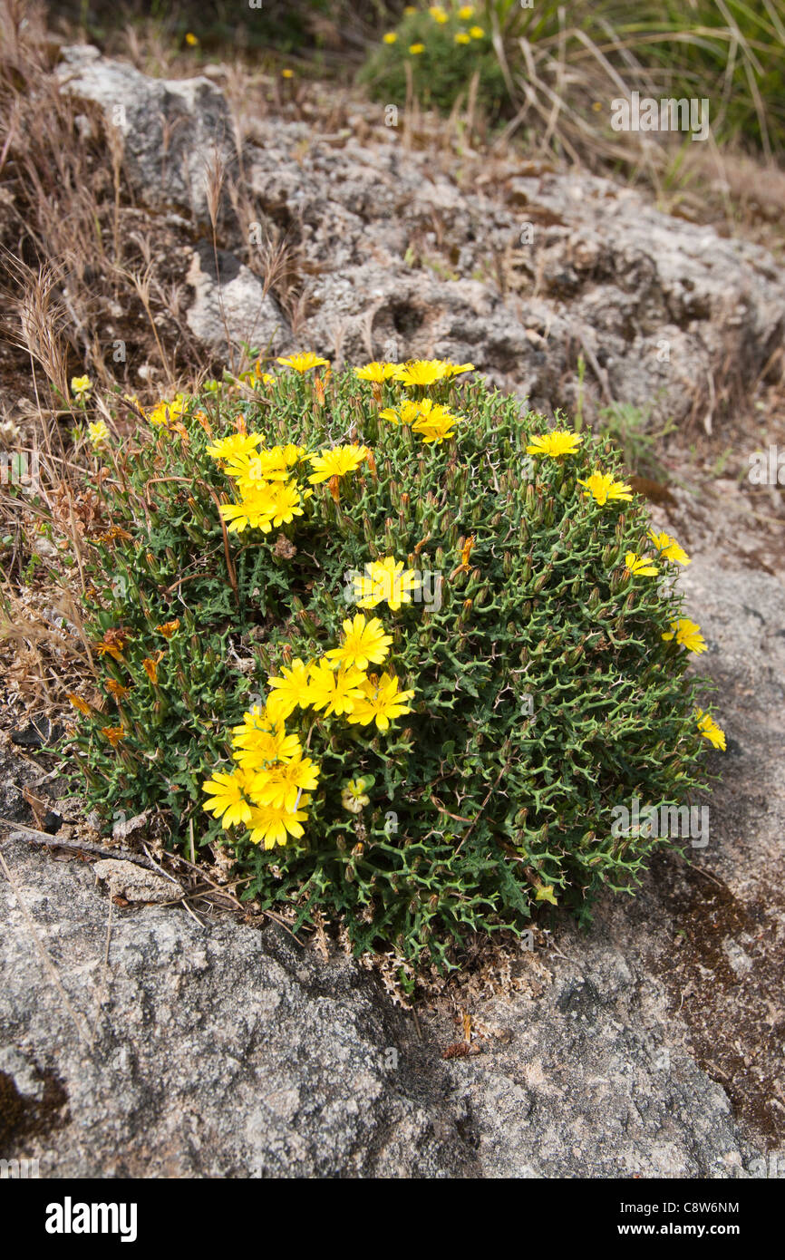Mediterranean plants Typical Mallorca Majorca woody spurge (Euphorbia ...