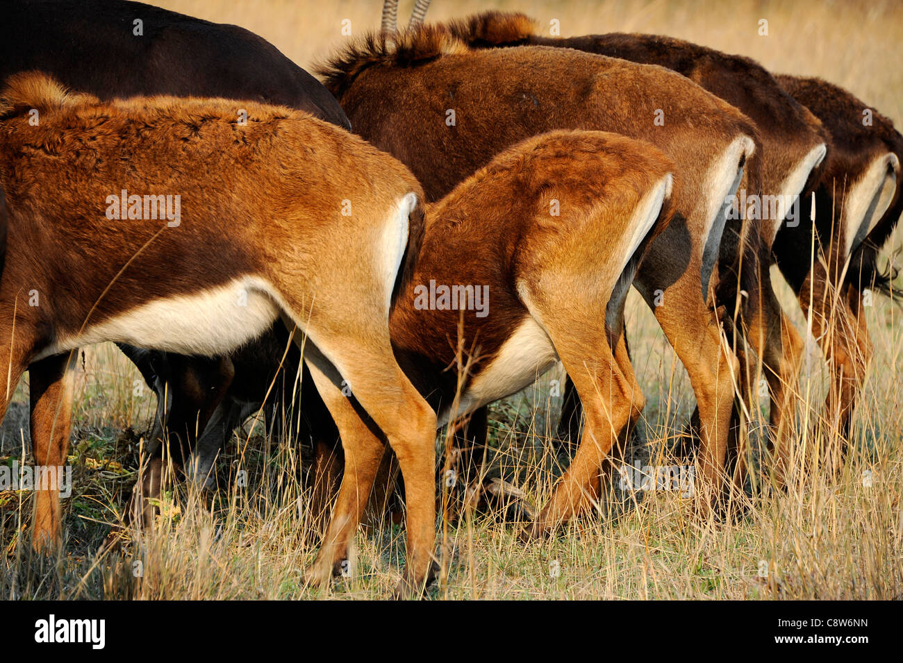 Sables animals hi-res stock photography and images - Alamy
