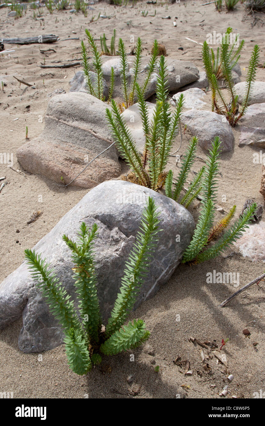 Mediterranean plant Typical Mallorca Majorca Stock Photo - Alamy