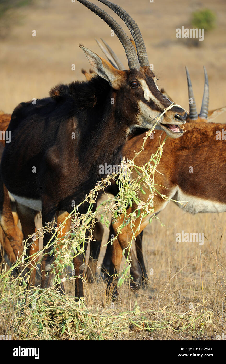 Sable (Hippotragus niger) male antelope eating pea hay on Imire Safari ...