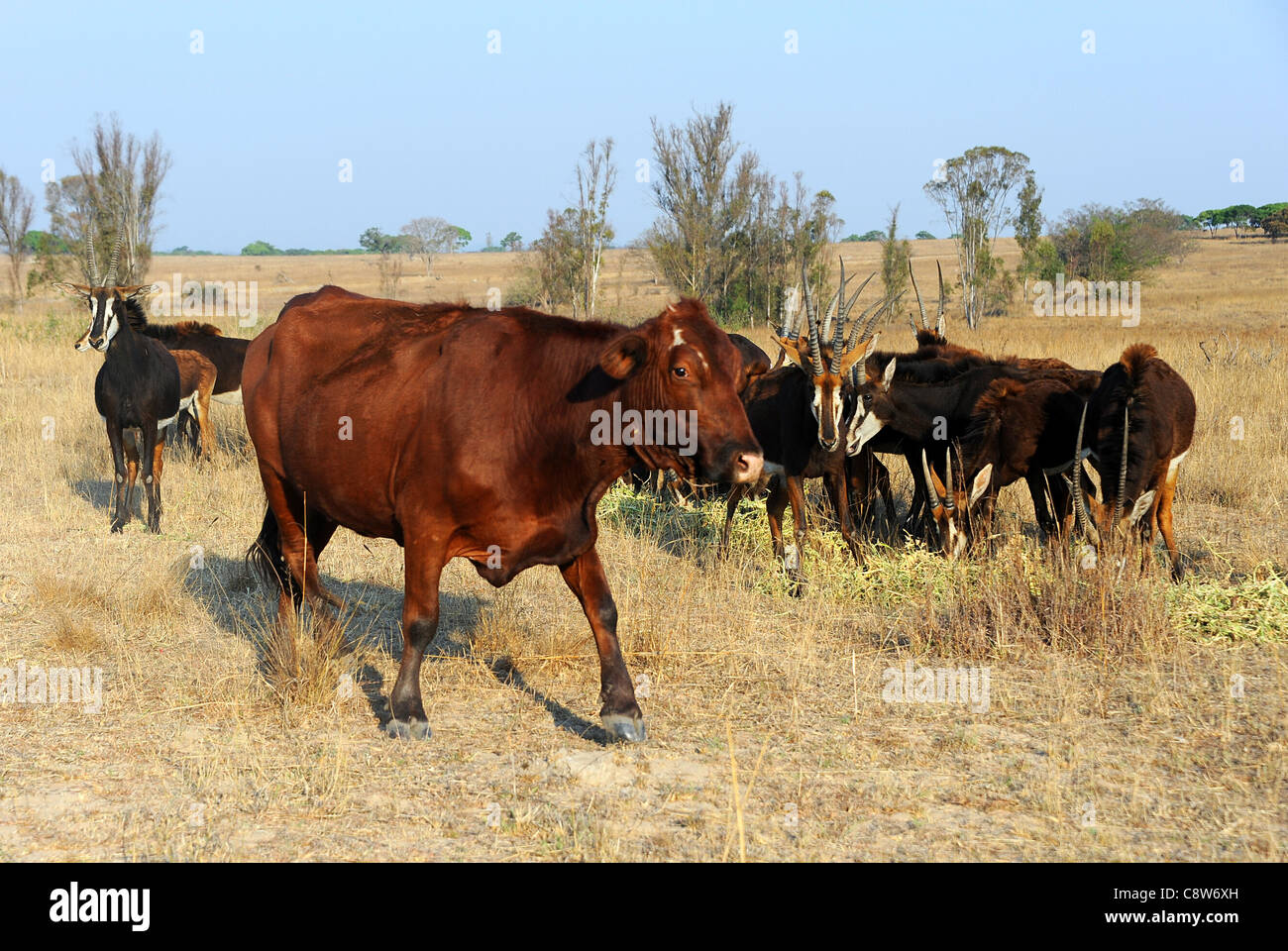 Sable antelopes hi-res stock photography and images - Alamy