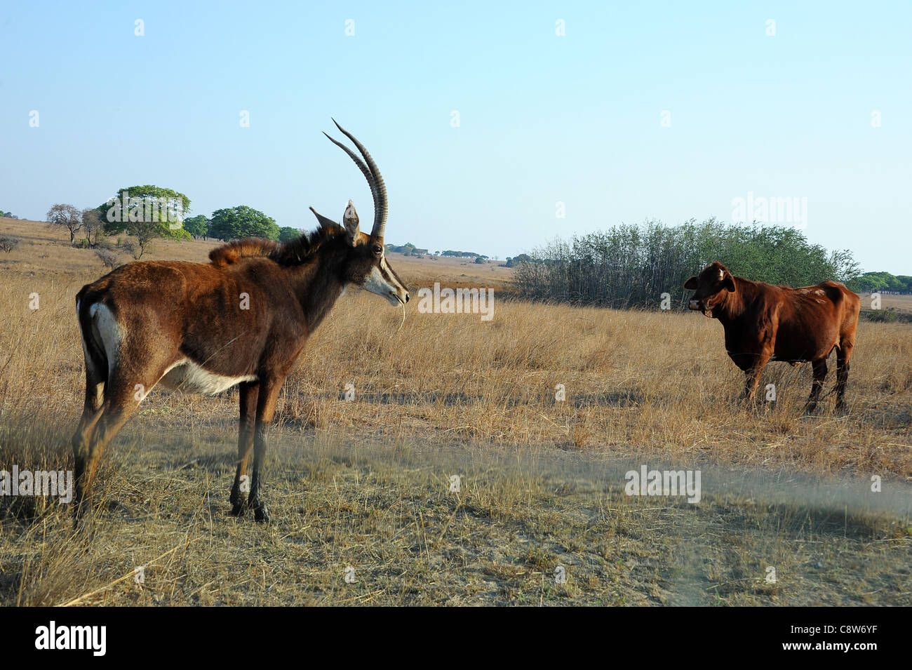 Sable (Hippotragus niger) antelope comes face-to-face with a cow Stock ...