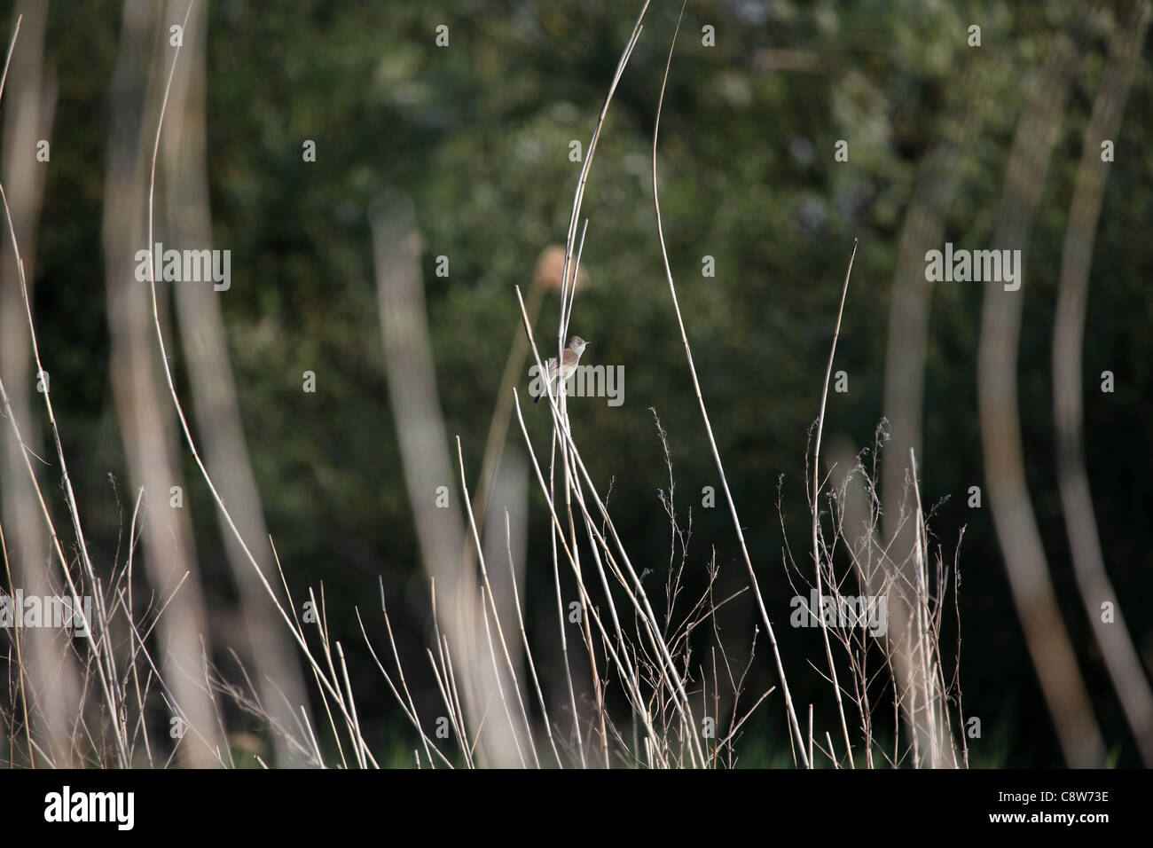 bird sat in a bush Stock Photo - Alamy