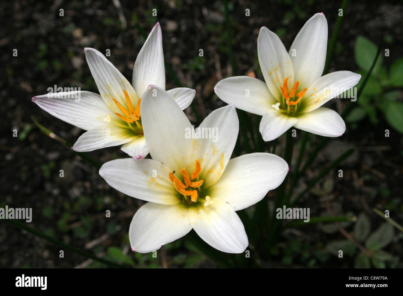 White Flowers on Samosir Island, Lake Toba, Sumatra Stock Photo - Alamy