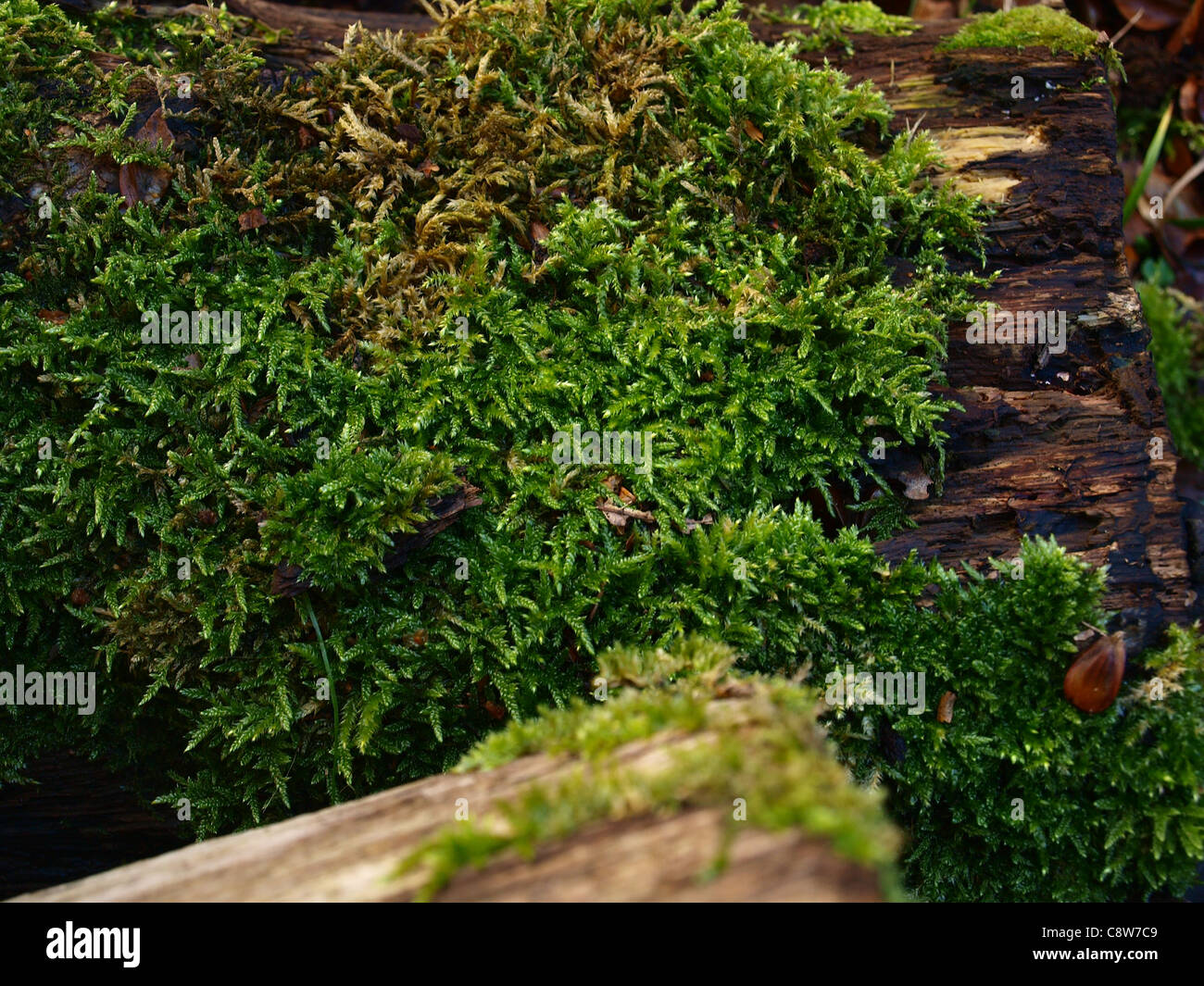 Tropical forest fallen tree hi-res stock photography and images - Alamy