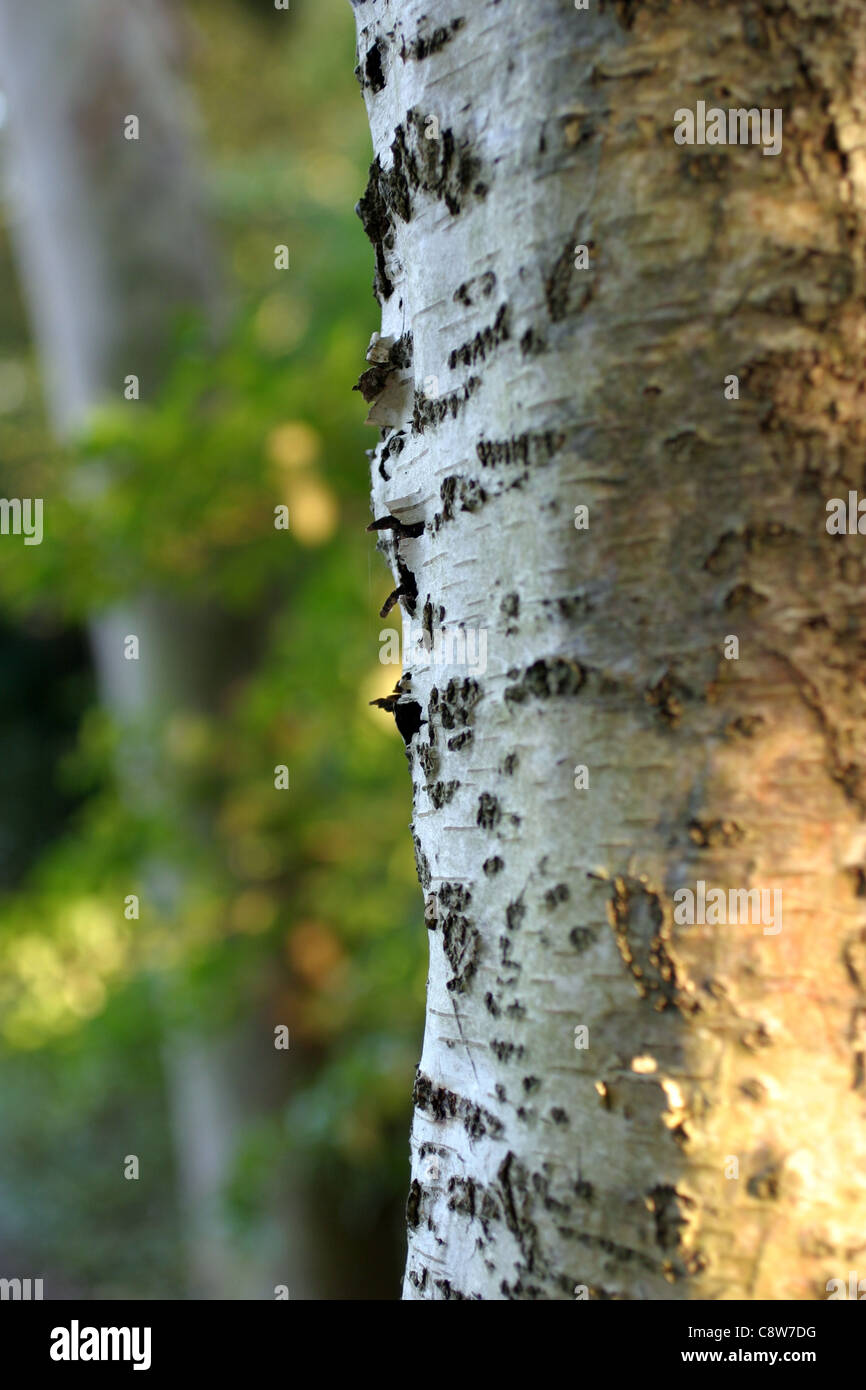 Silver Birch Tree Stock Photo - Alamy