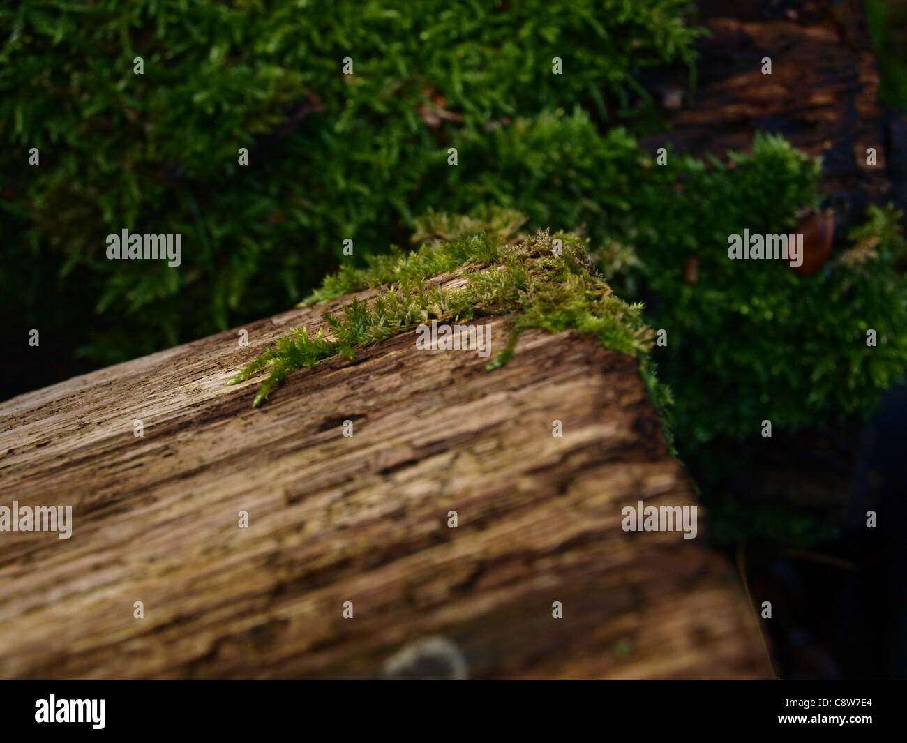 Tropical forest fallen tree hi-res stock photography and images - Alamy
