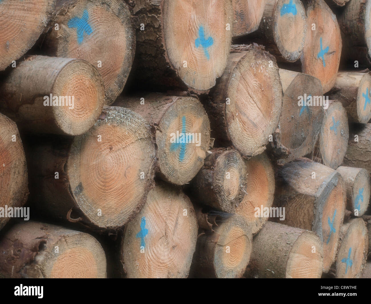 Marked tree hi-res stock photography and images - Alamy