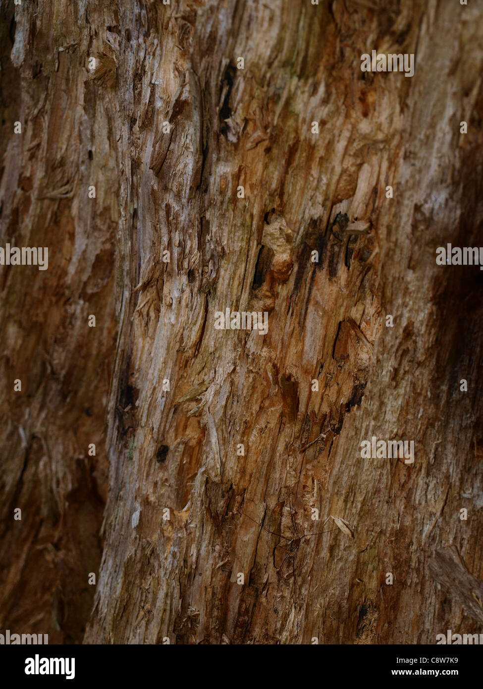 Texture bark on a tree stump Stock Photo - Alamy