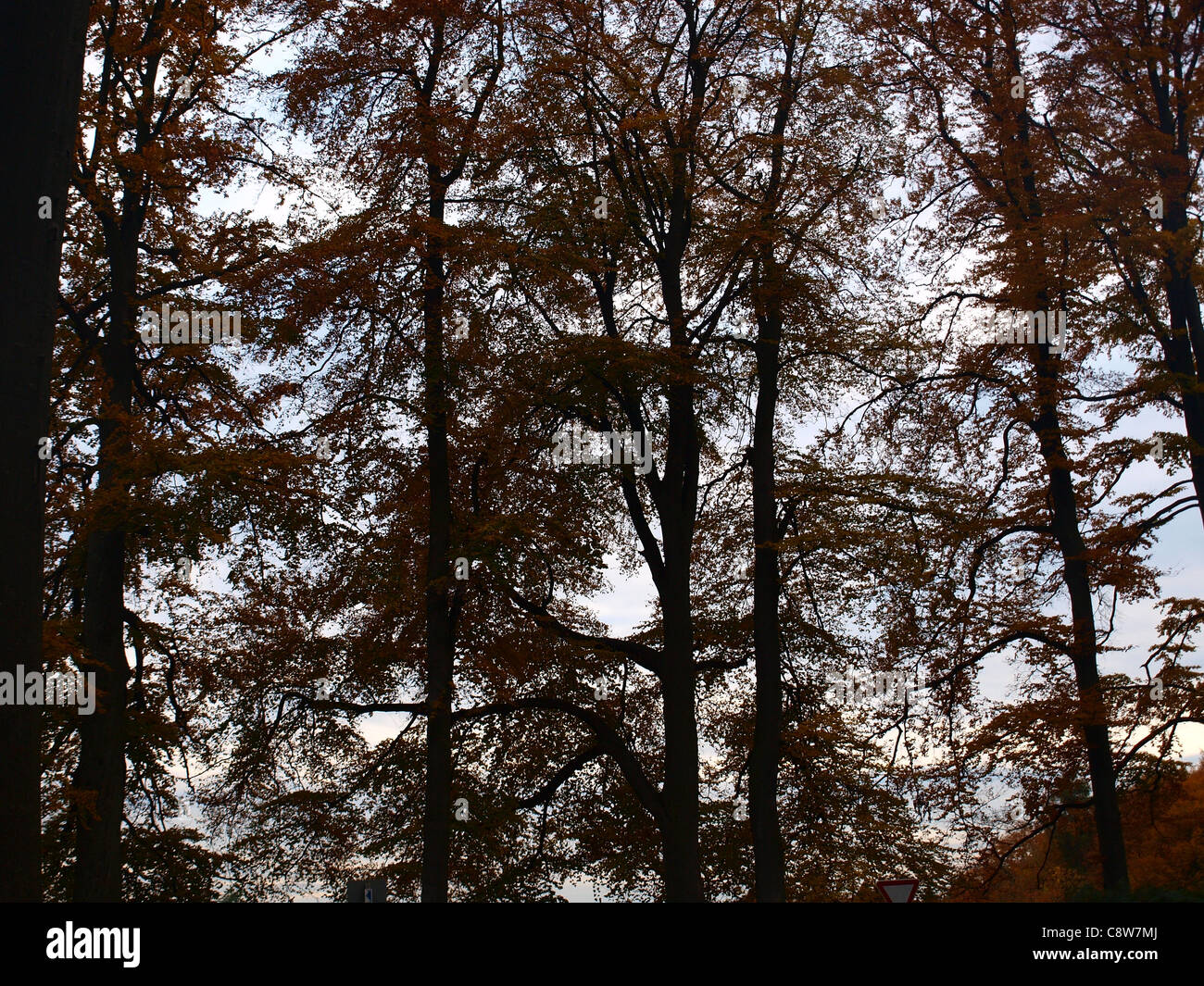 Dull orange hi-res stock photography and images - Alamy