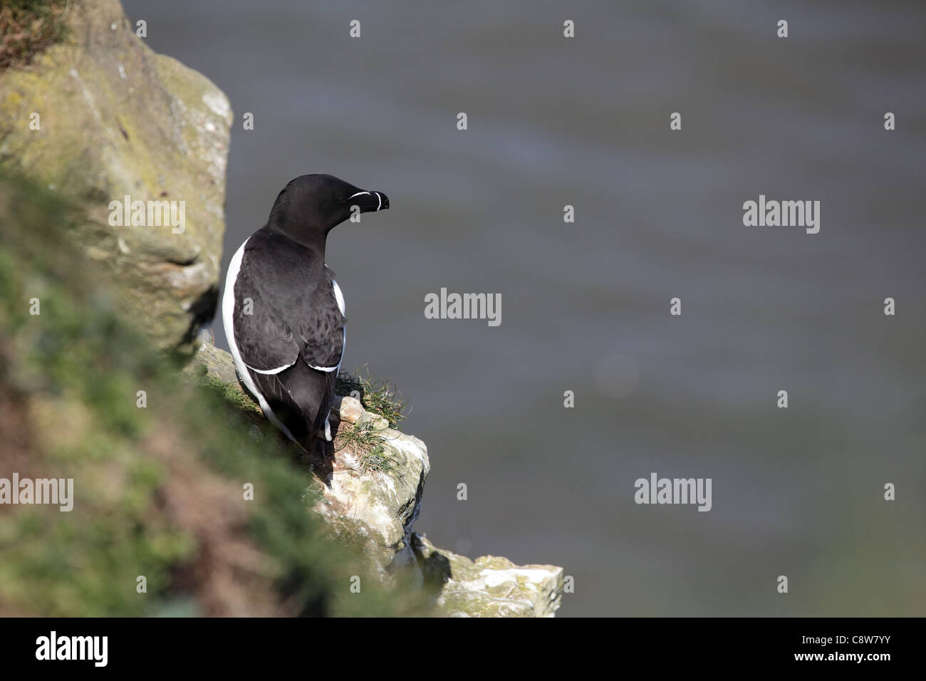 Razorbill (Alca torda), at RSPB Bempton, East Yorkshire Coast Stock ...