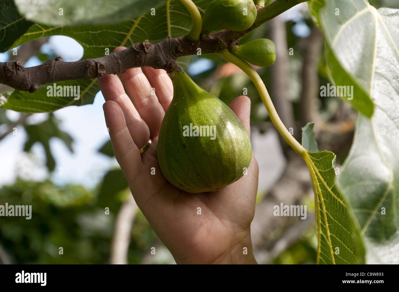 Hand and fig on tree Stock Photo - Alamy