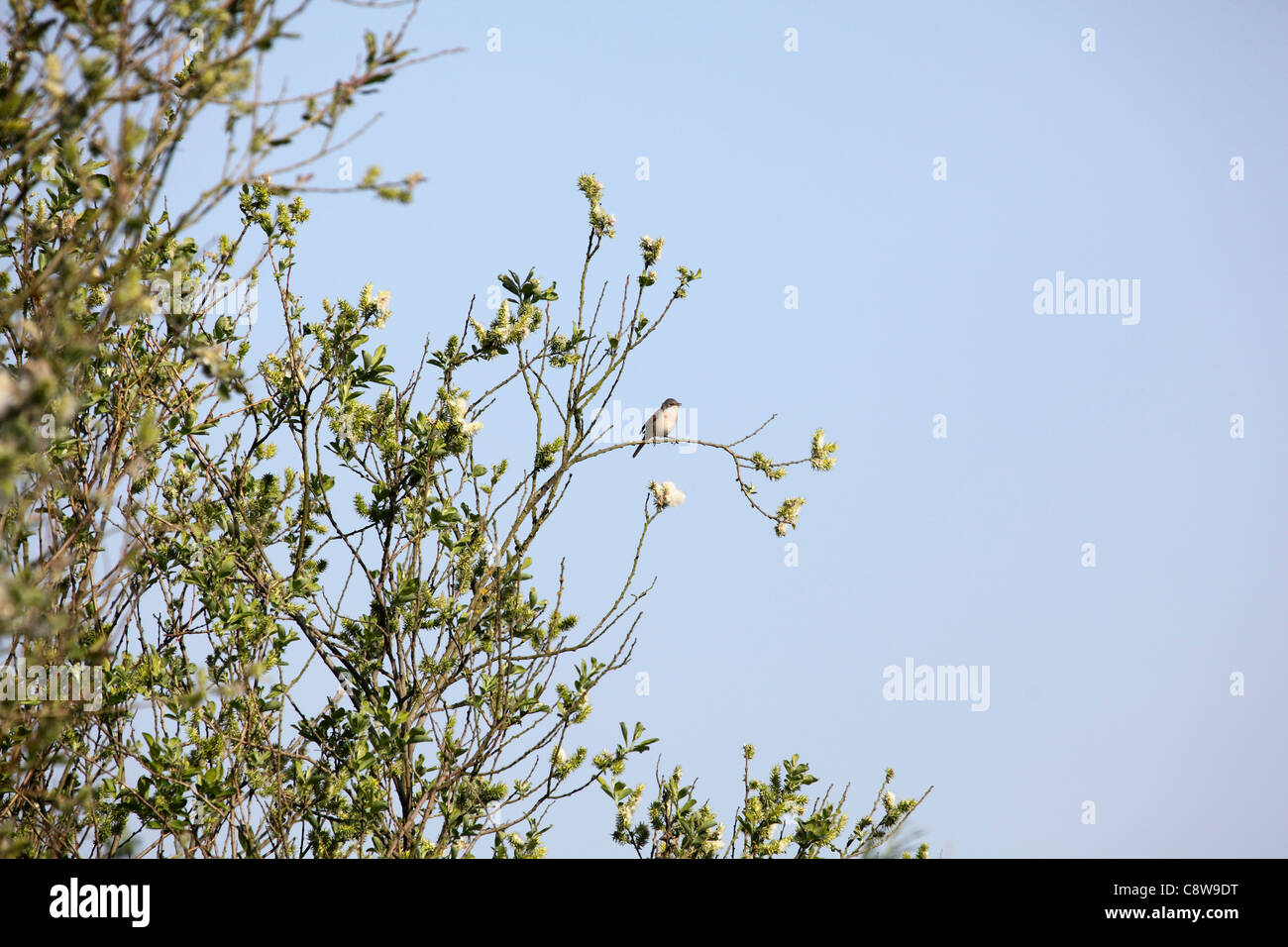 bird in a tree Stock Photo - Alamy