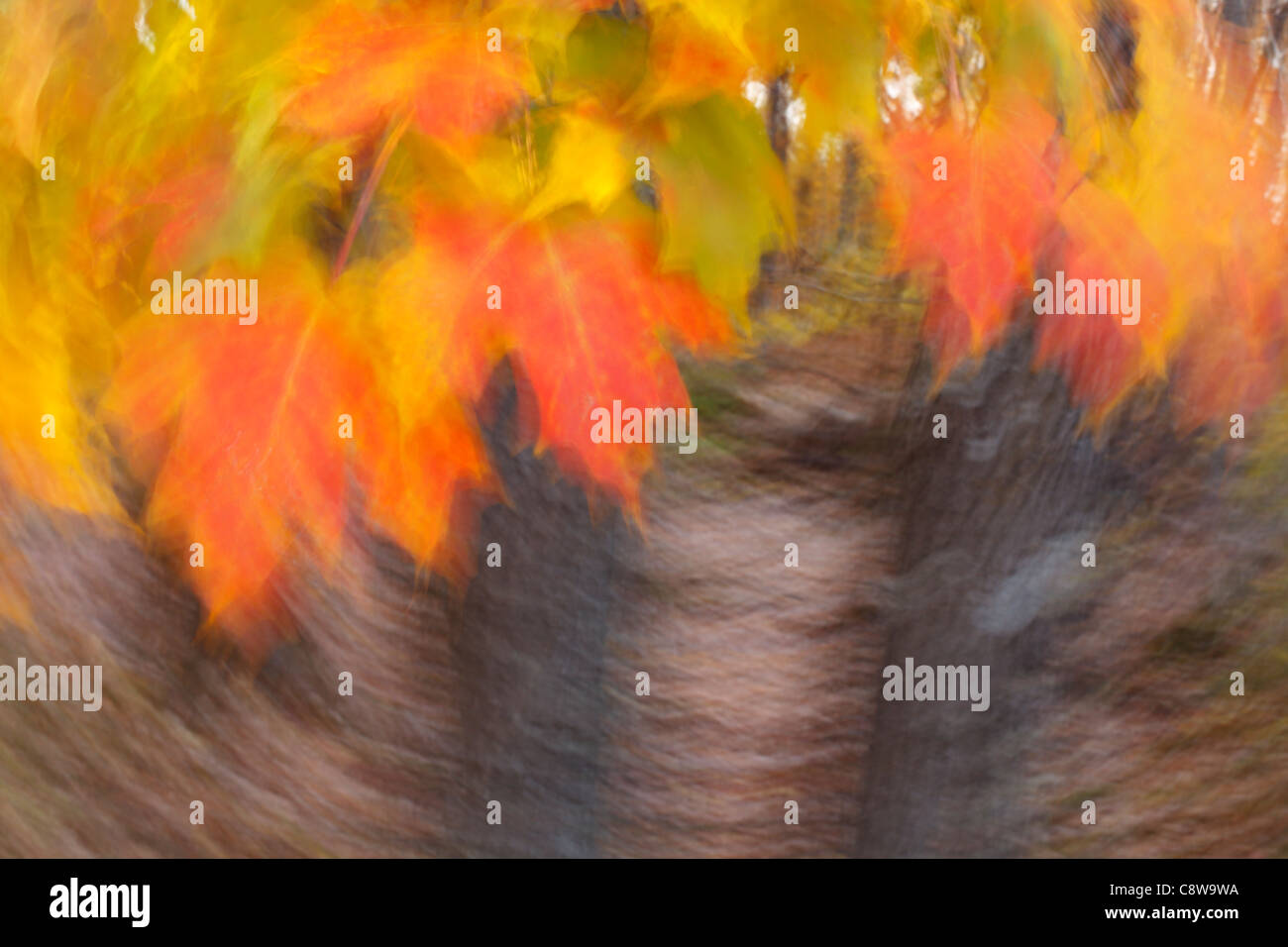 View trees motion blurred hi-res stock photography and images - Alamy