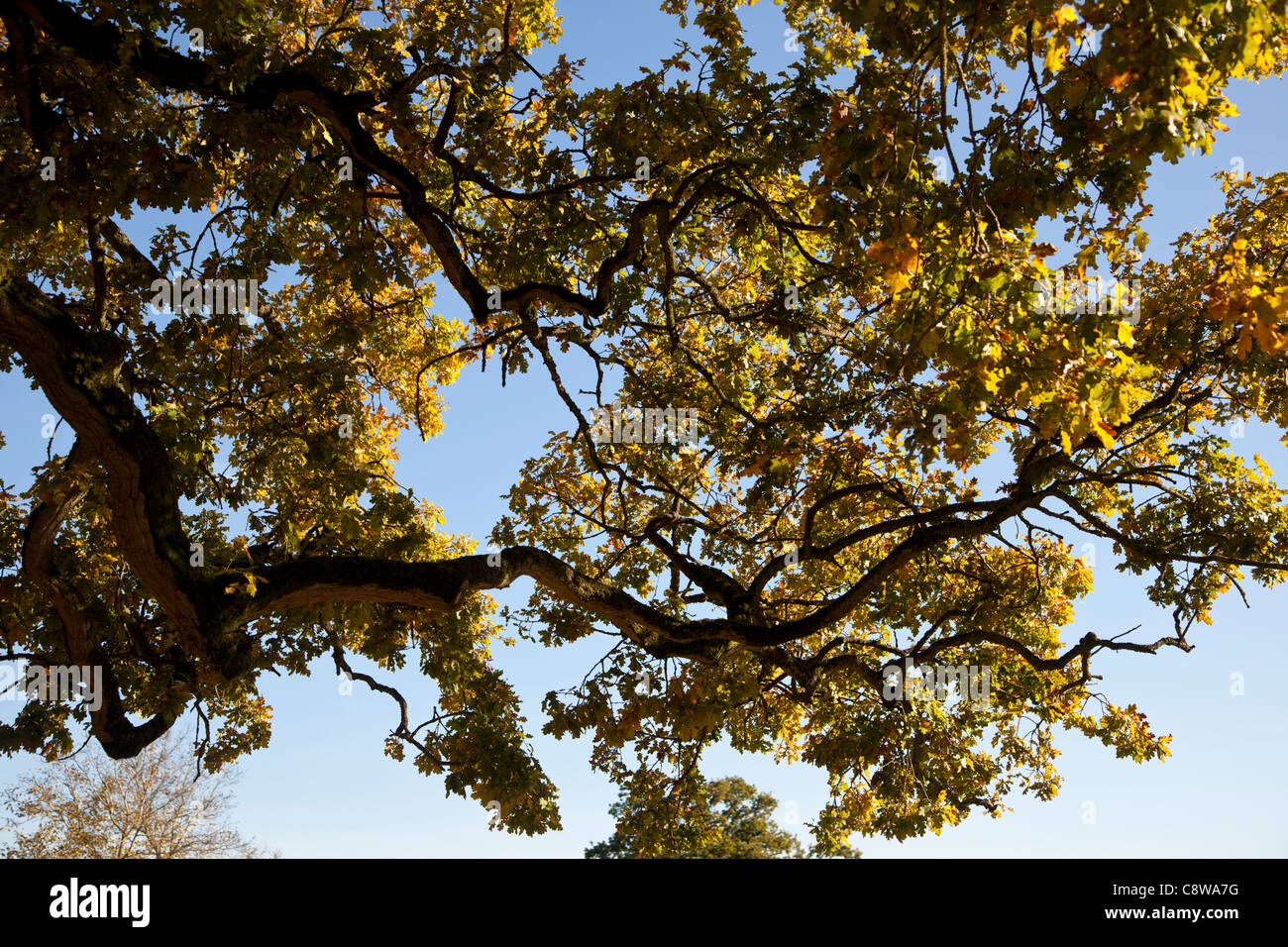 English oak tree branches Stock Photo - Alamy