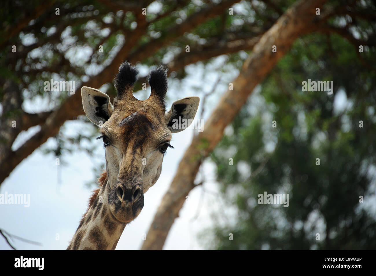 Giraffe (Giraffa camelopardalis) in the bush at Imire Safari Ranch ...
