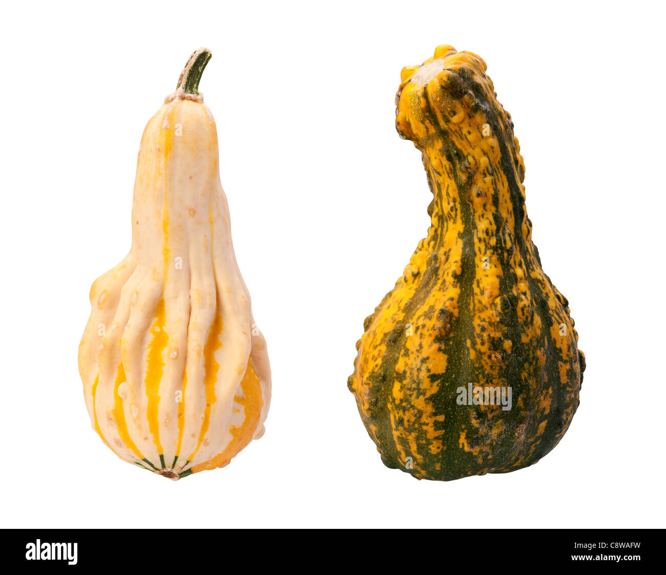 Colorful Autumn Gourds Isolated on a white background Stock Photo - Alamy