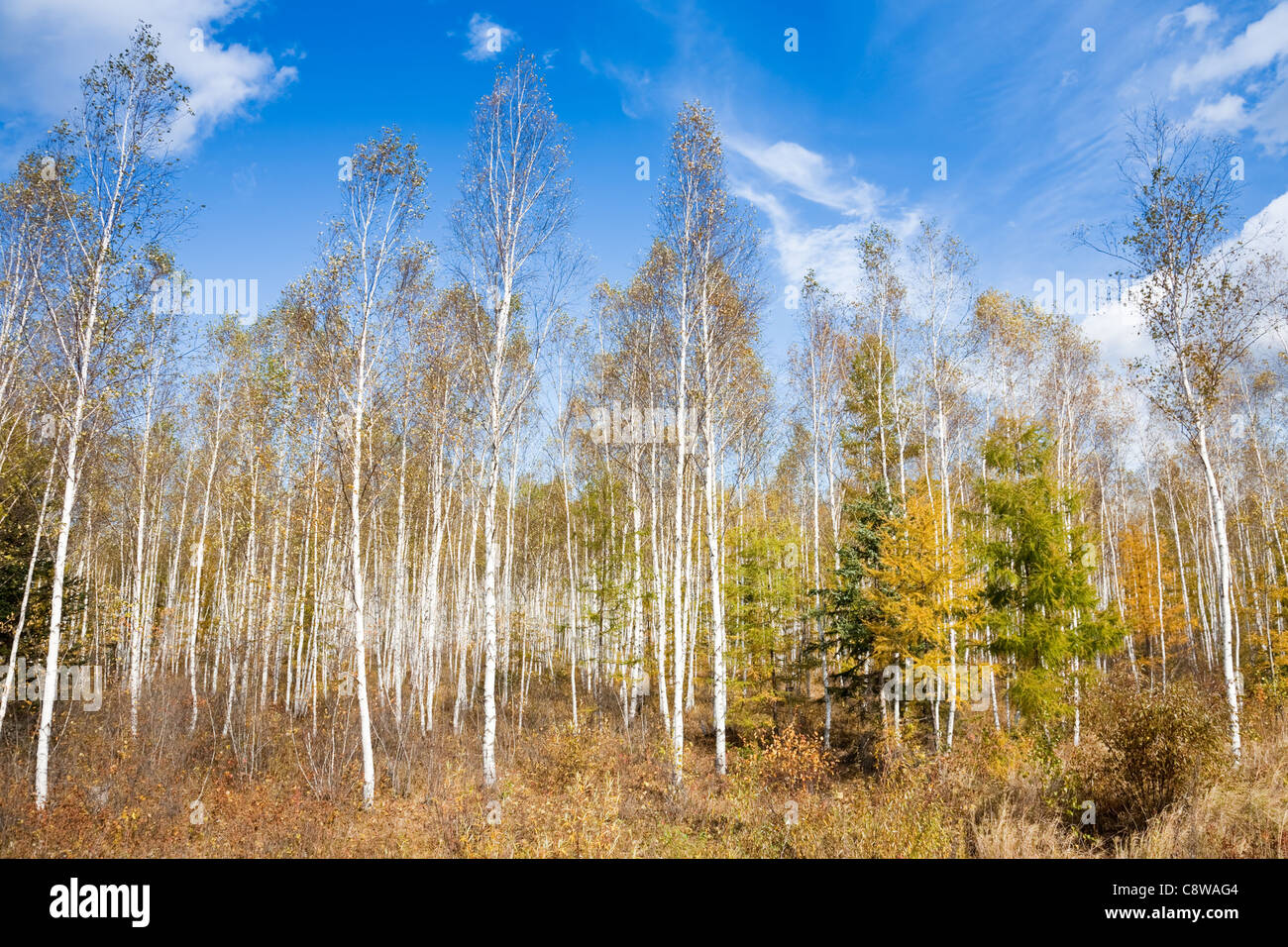 Birch tree in deciduous forest hi-res stock photography and images - Alamy
