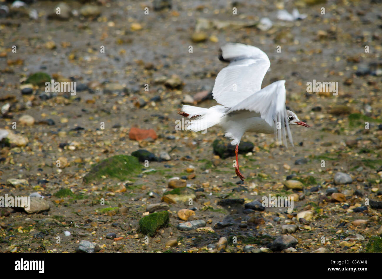Gravel bed rivers hi-res stock photography and images - Alamy