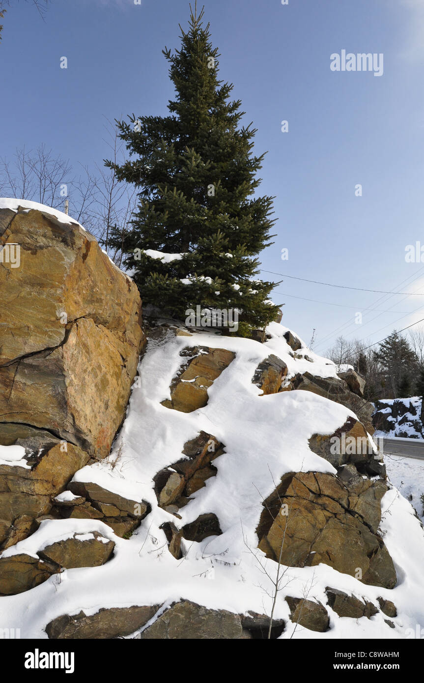 Tree growing out of rock hi-res stock photography and images - Alamy