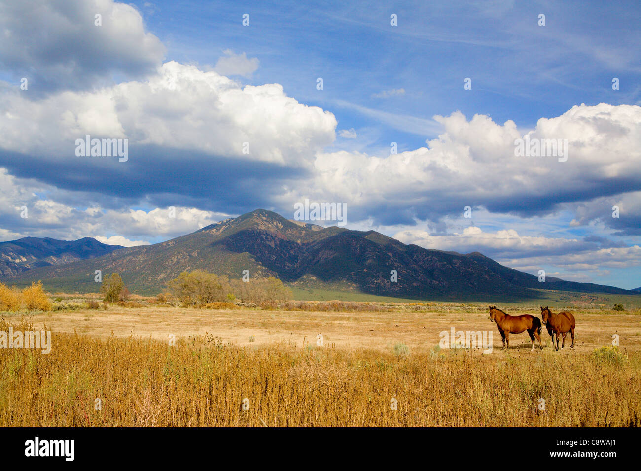 Horses standing in remote field Stock Photo - Alamy