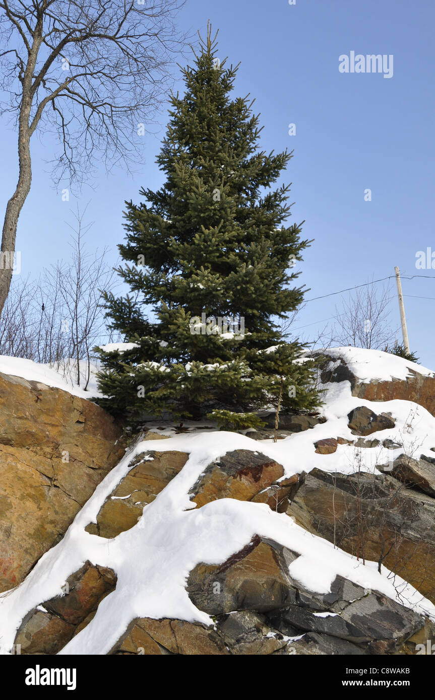 Tree growing out of rock hi-res stock photography and images - Alamy