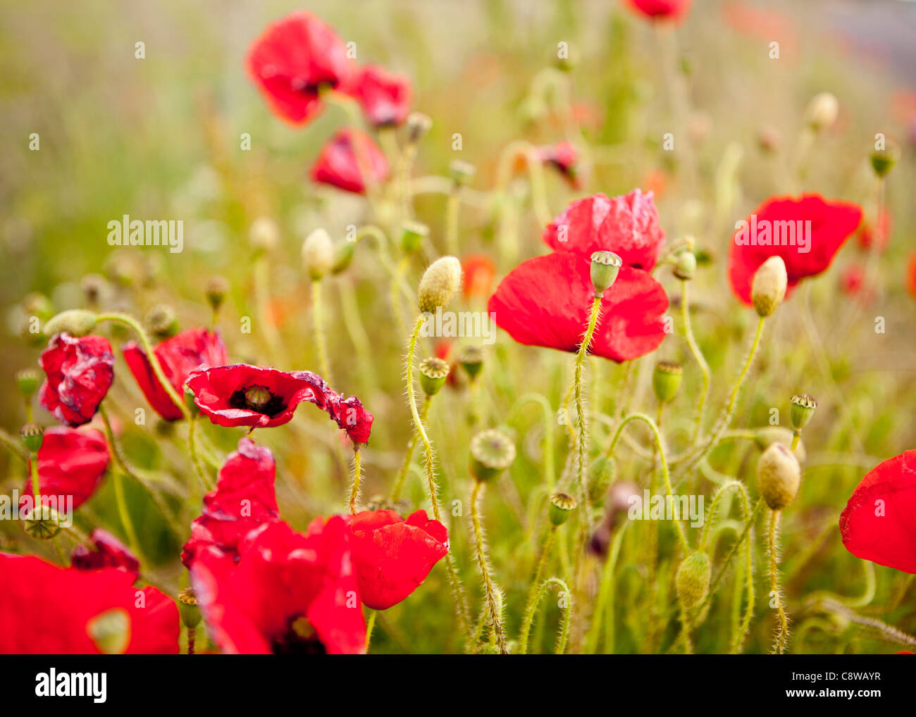 field of poppies Stock Photo - Alamy