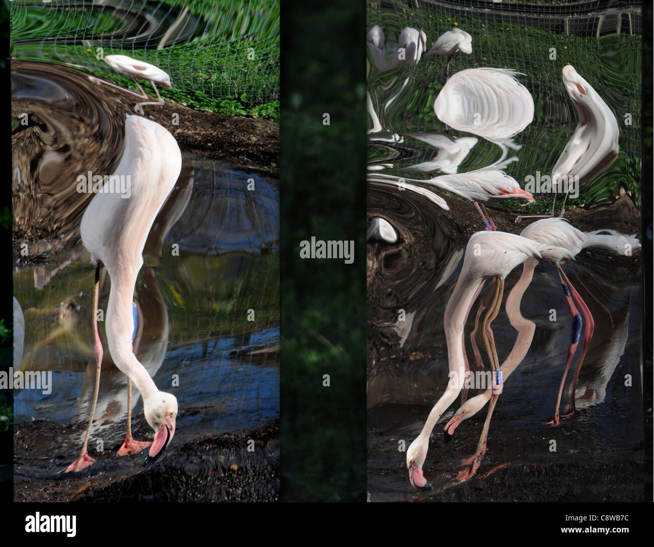FLAMINGOES REFLECTED IN MIRRORS THAT WERE ERECTED AT MARWELL WILDLIFE ...