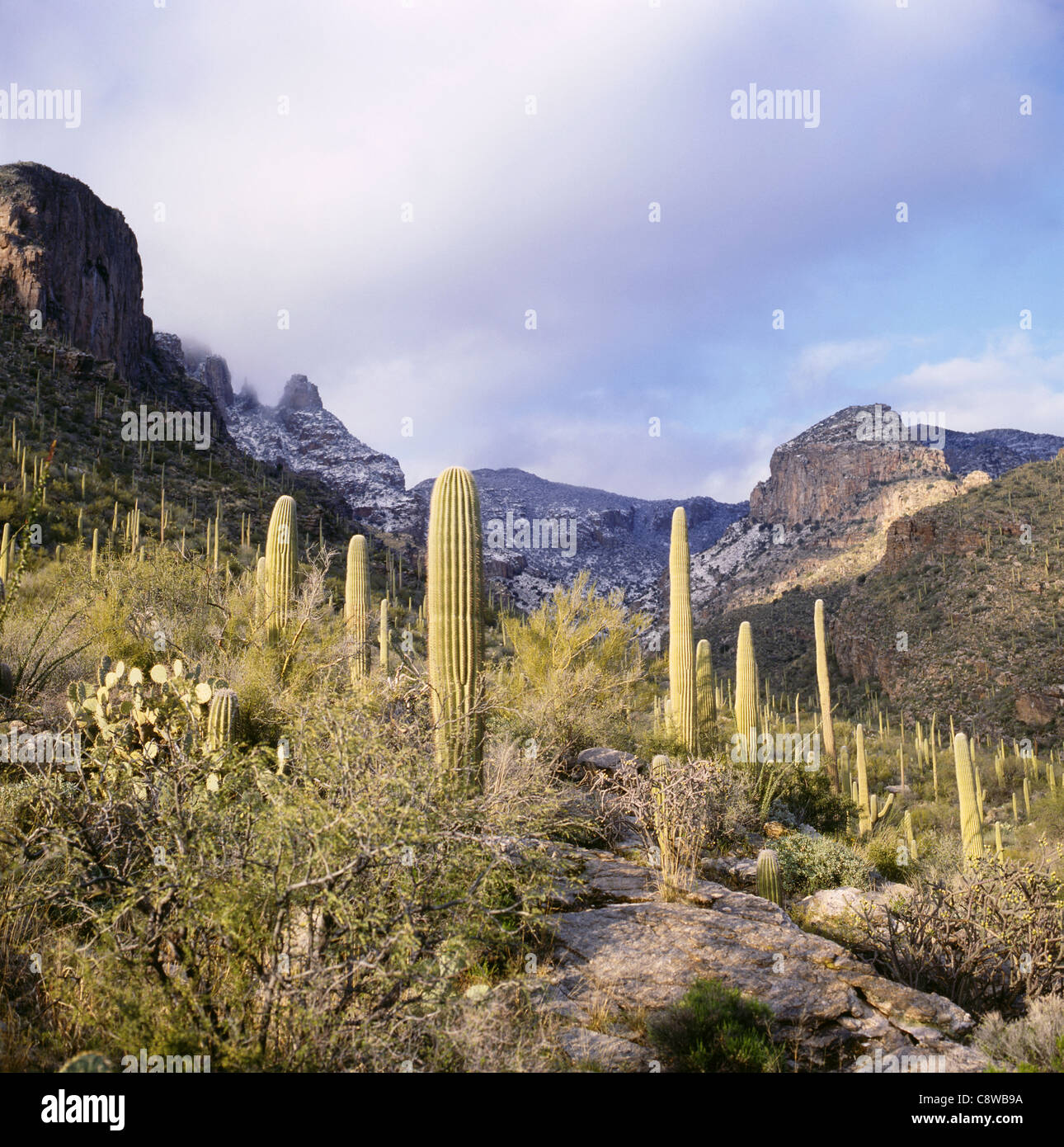 ARIZONA - Finger Rock Canyon in the Pusch Ridge Wilderness of the ...