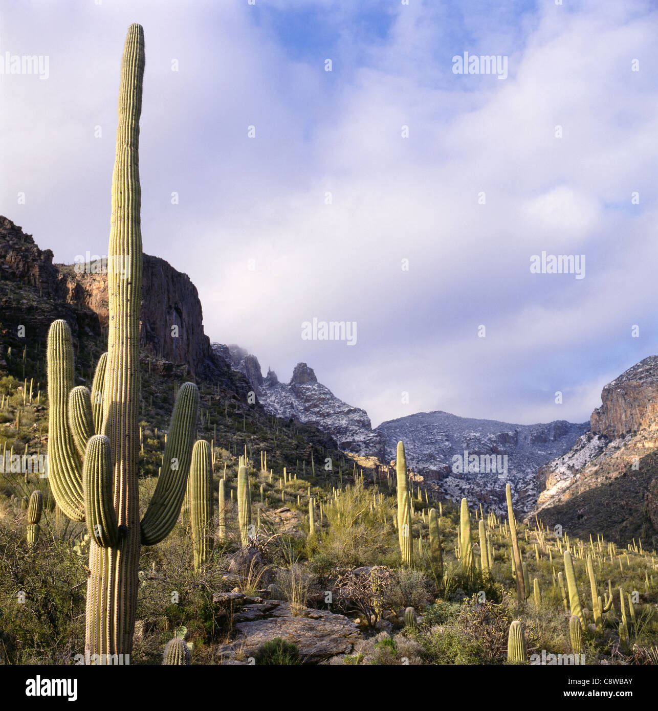 ARIZONA - Finger Rock Canyon in the Pusch Ridge Wilderness of the ...