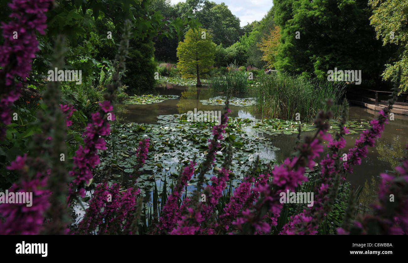 Lilly pond hi-res stock photography and images - Alamy