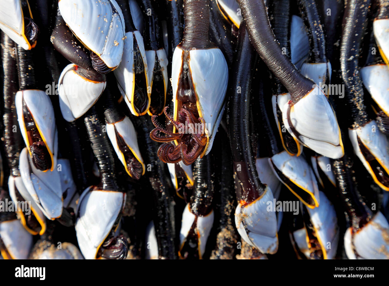 Goose barnacles hi-res stock photography and images - Alamy