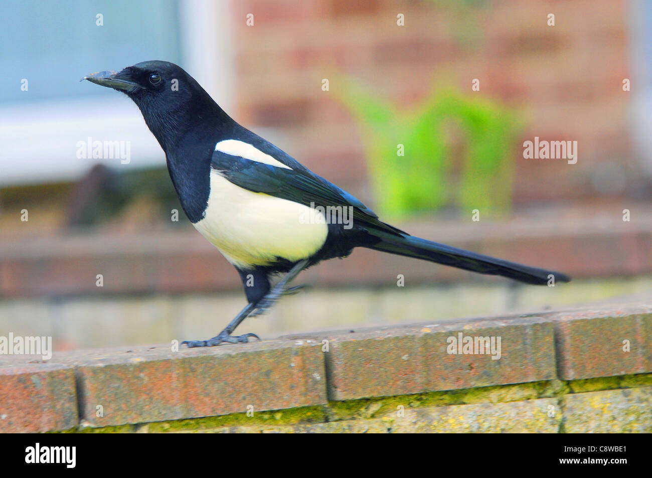 A MAGPIE ON A WALL IN A GARDEN AT PORTCHESTER, HANTS Stock Photo - Alamy