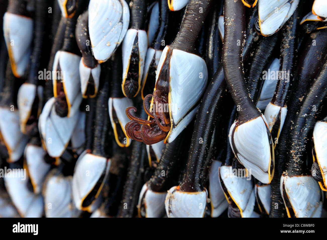 Goose barnacles hi-res stock photography and images - Alamy