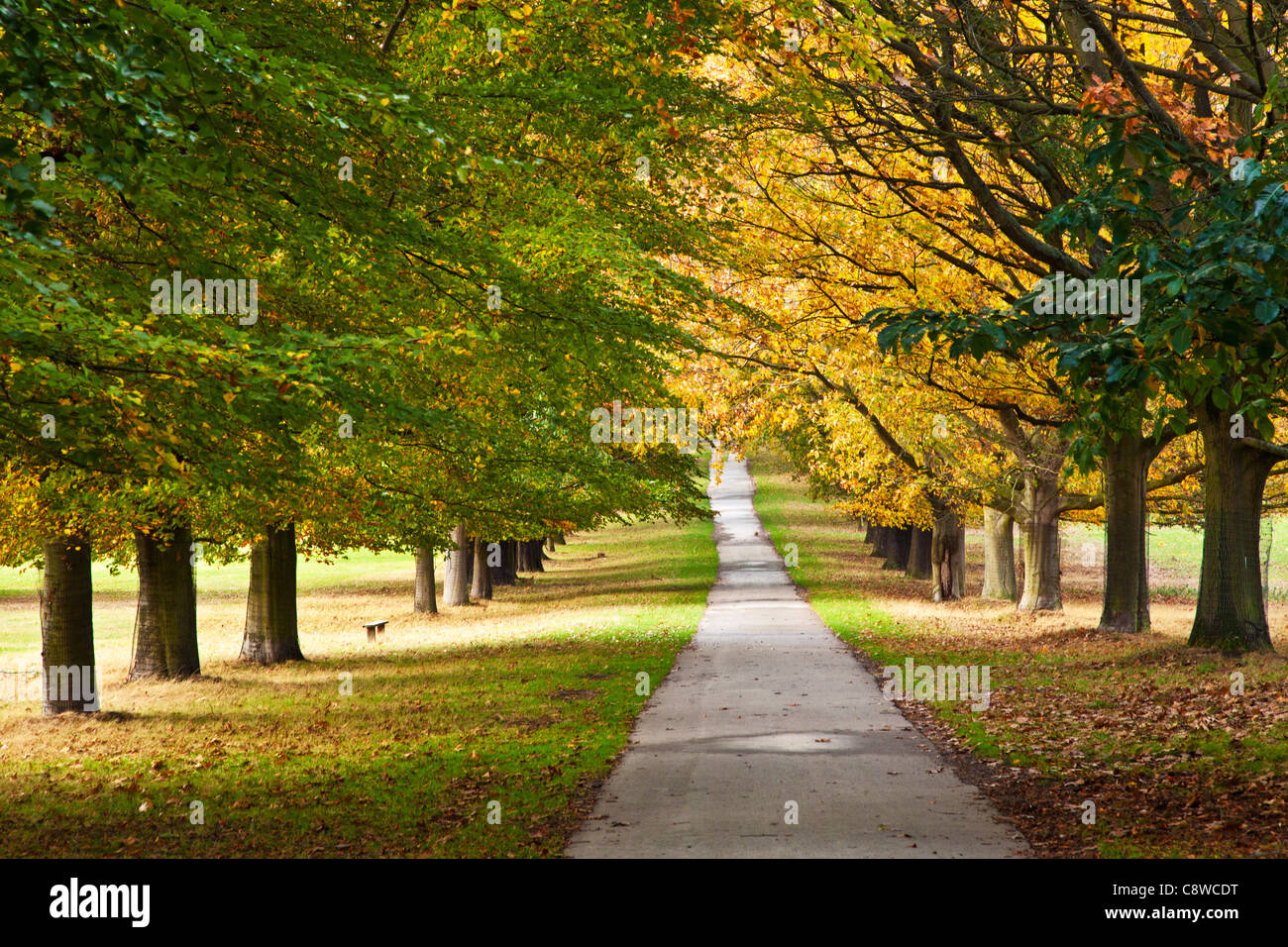 An avenue of autumn trees along a path at Wollaton Park, Nottingham ...