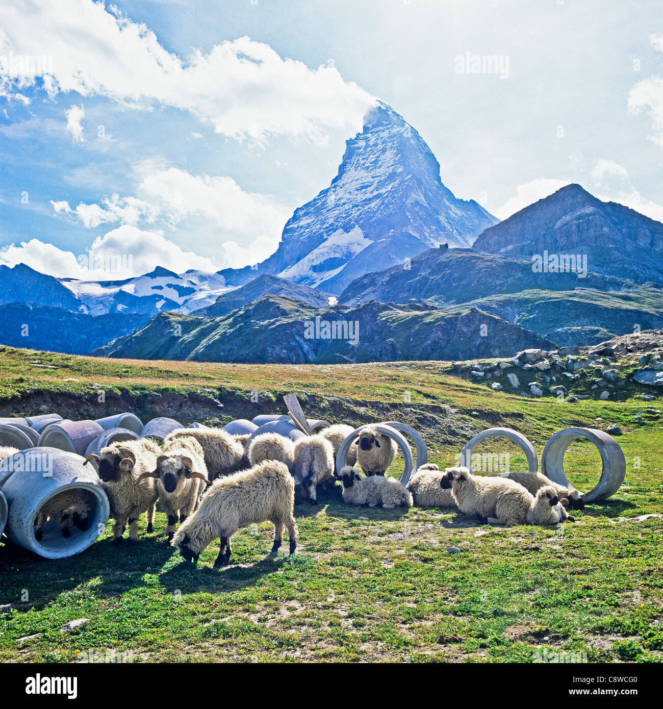 Swiss valais blacknose sheep breed hi-res stock photography and images ...