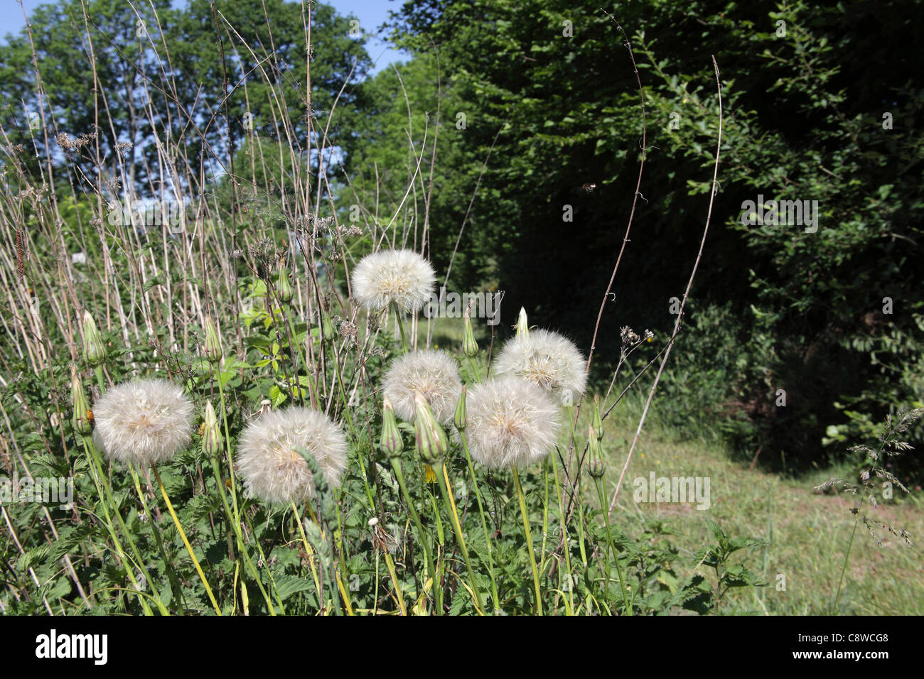 Walking pathway with seed heads in the foreground, Vines, France, May ...