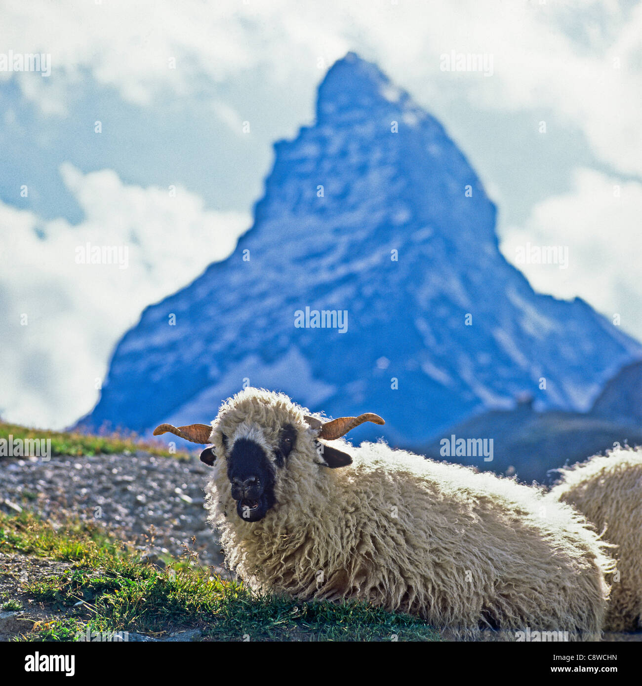 Swiss valais blacknose sheep hi-res stock photography and images - Alamy