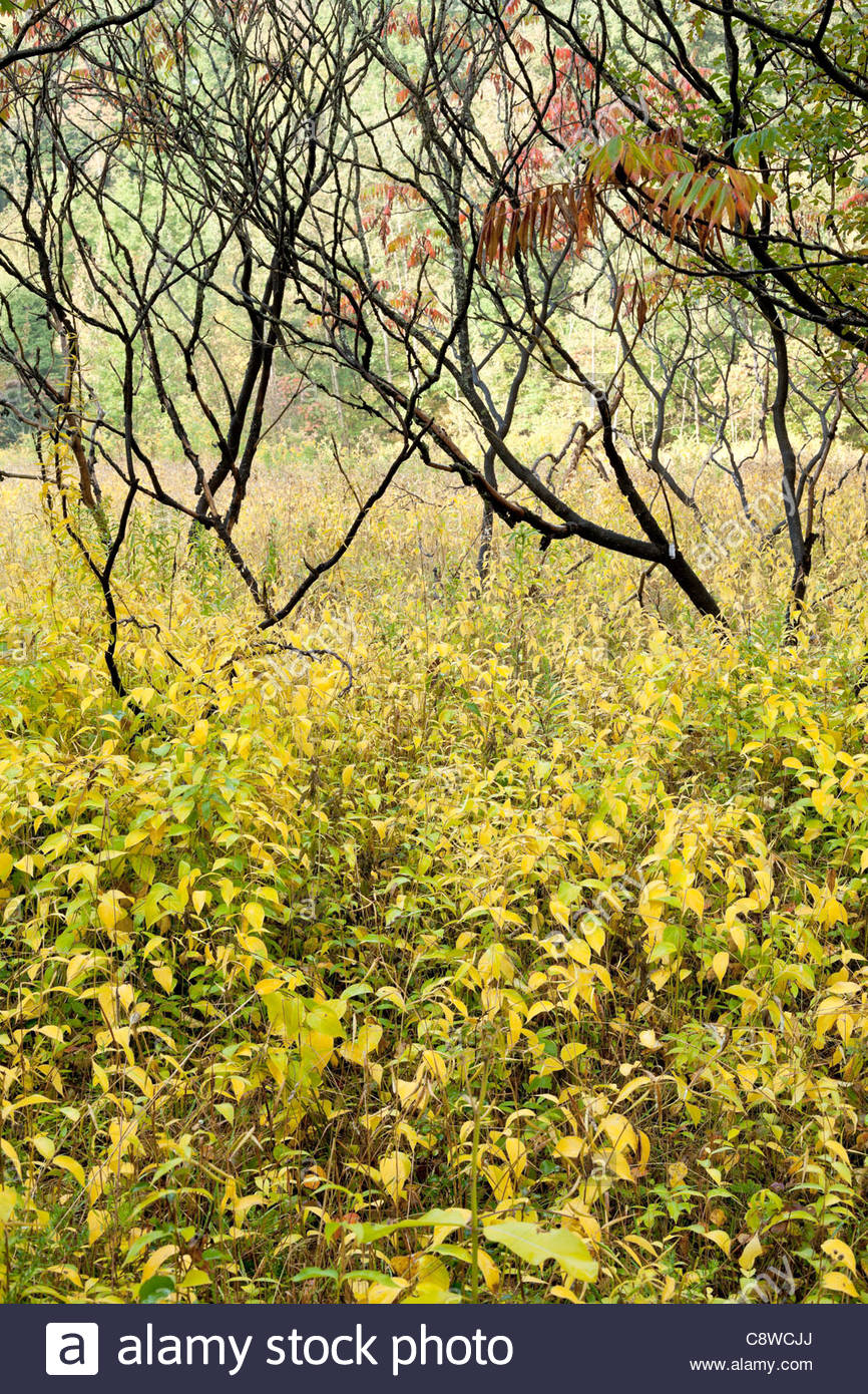 Strangling The Tree High Resolution Stock Photography and Images - Alamy