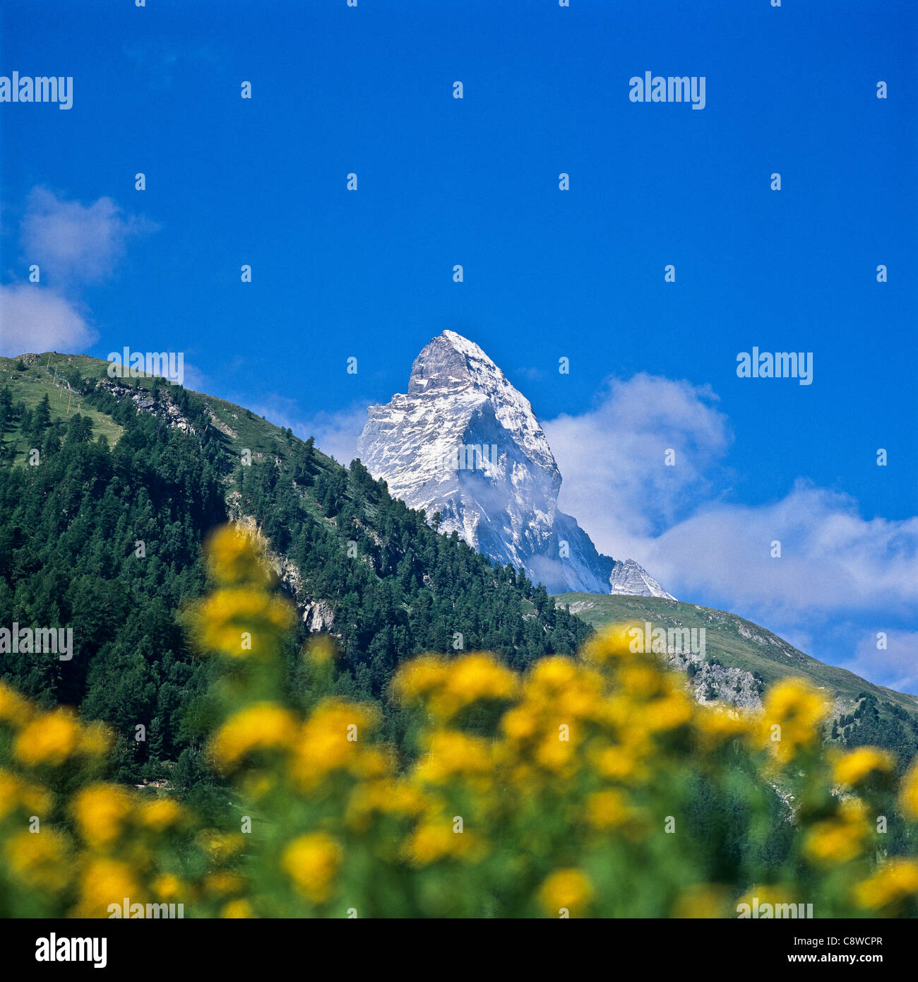 Yellow flowers and peak of the Matterhorn Zermatt Valais Switzerland ...