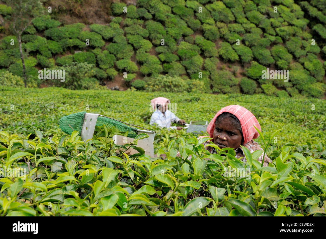 India tea picker hi-res stock photography and images - Alamy