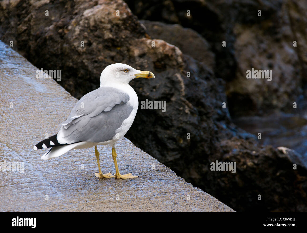 Spanish sea bird hi-res stock photography and images - Alamy