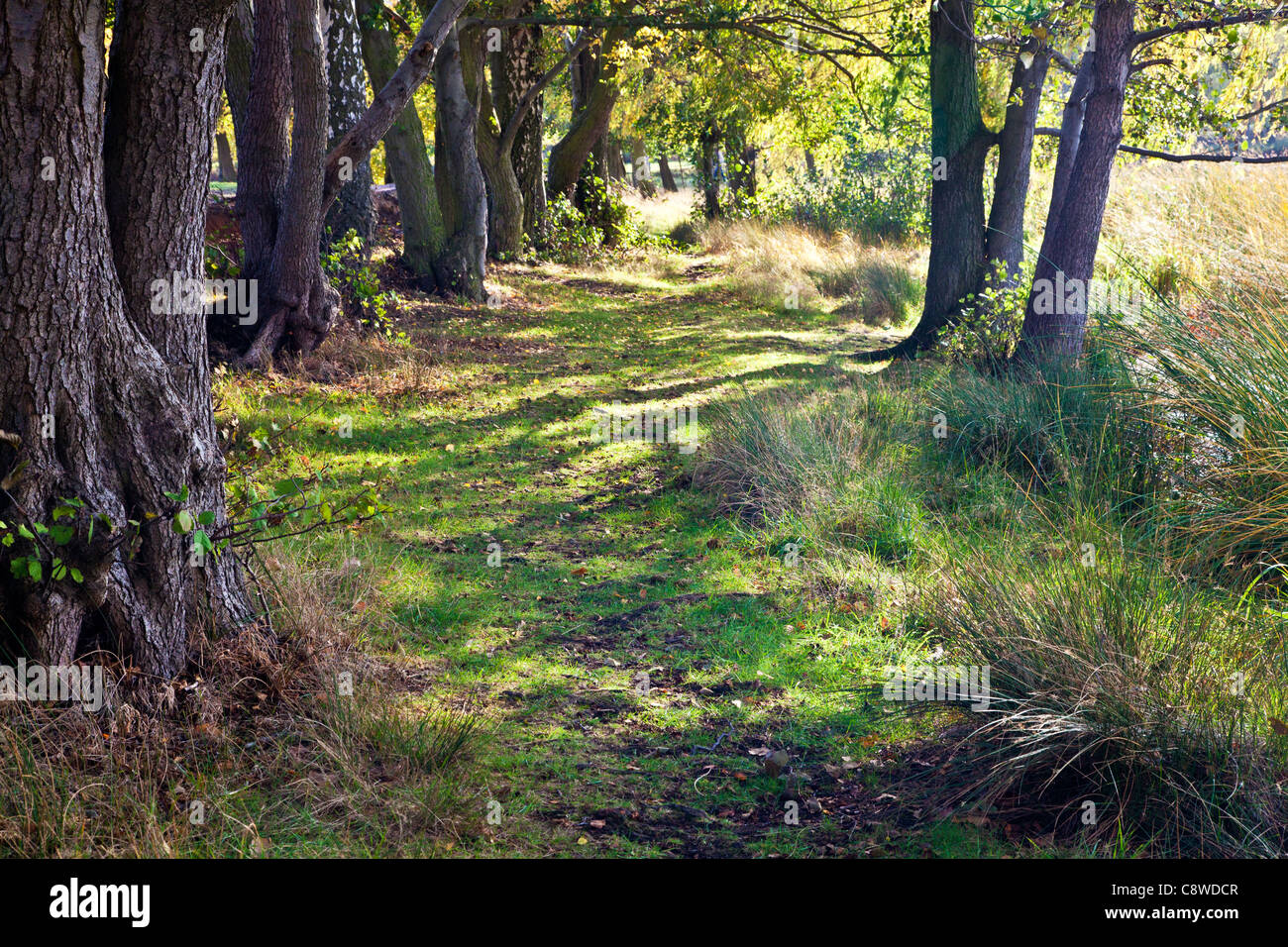 Sunlight dappled trees High Resolution Stock Photography and Images - Alamy
